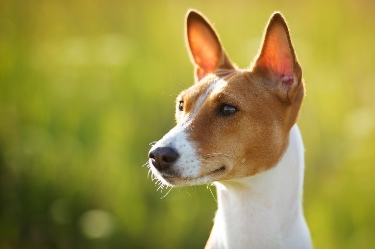 Decoding Canine Communication: Understanding the Meaning of Dogs' Ears ...