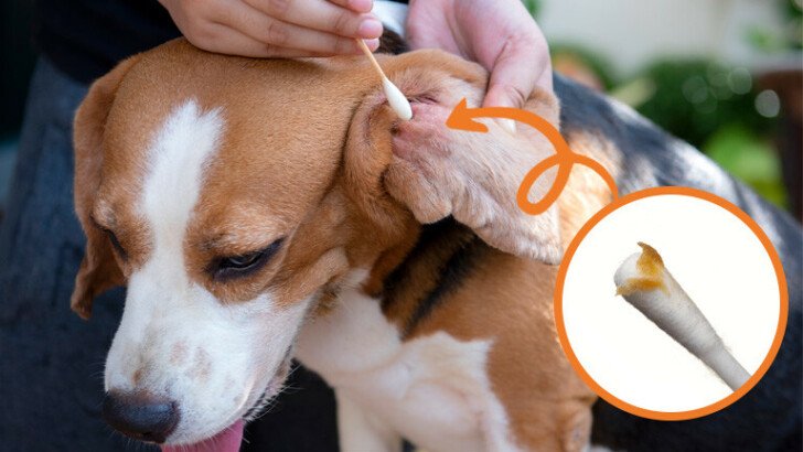 Otitis Externa in Dogs-Puainta®