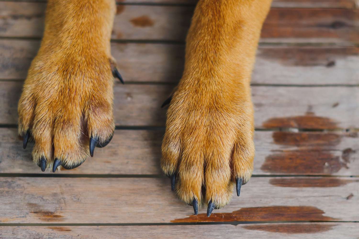 Swollen Dog Paw: Causes, Symptoms, and Treatment-Puainta®