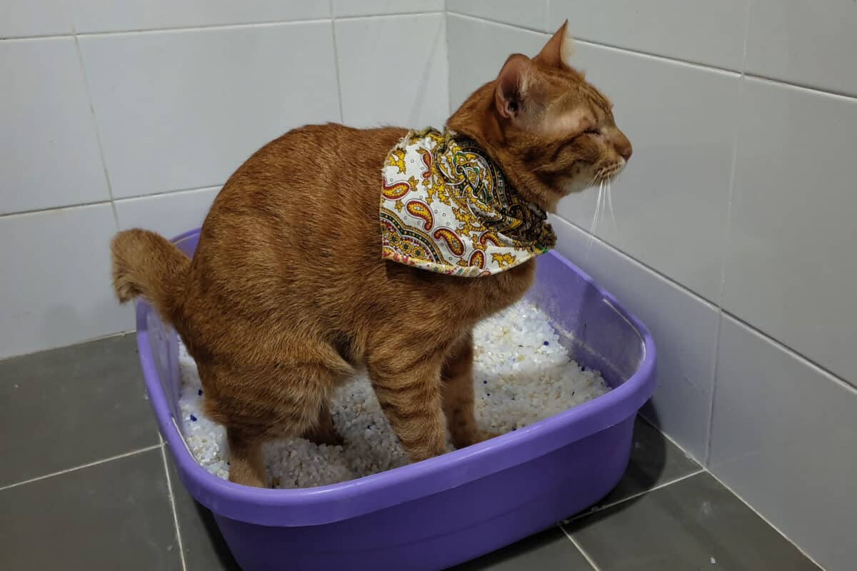 Constipation in Cats-Puainta®