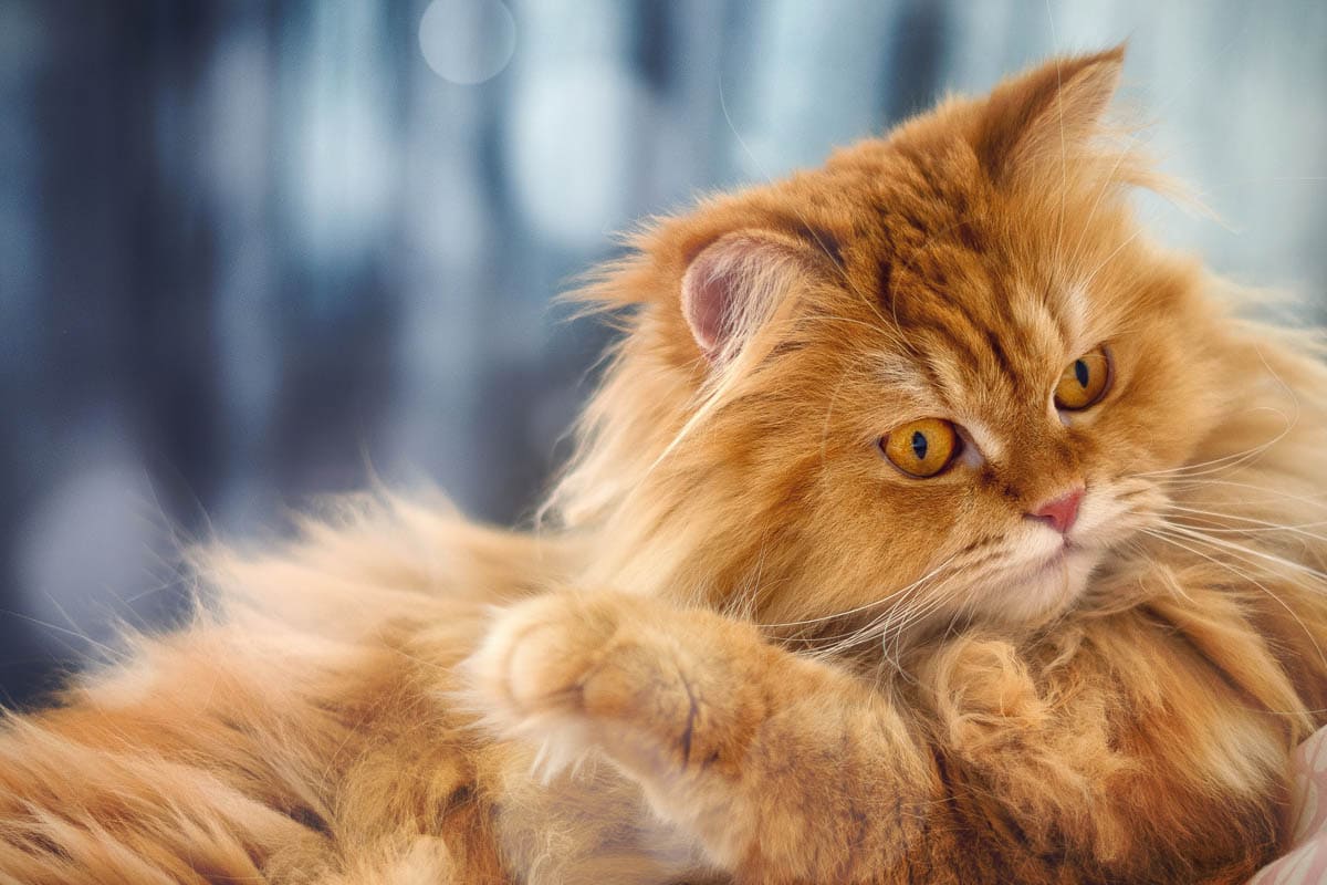 Are All Orange Cats Male-Puainta®