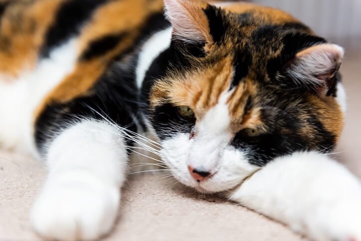 Understanding Cat Sunken Eyes: Causes, Symptoms, and Treatment-Puainta®