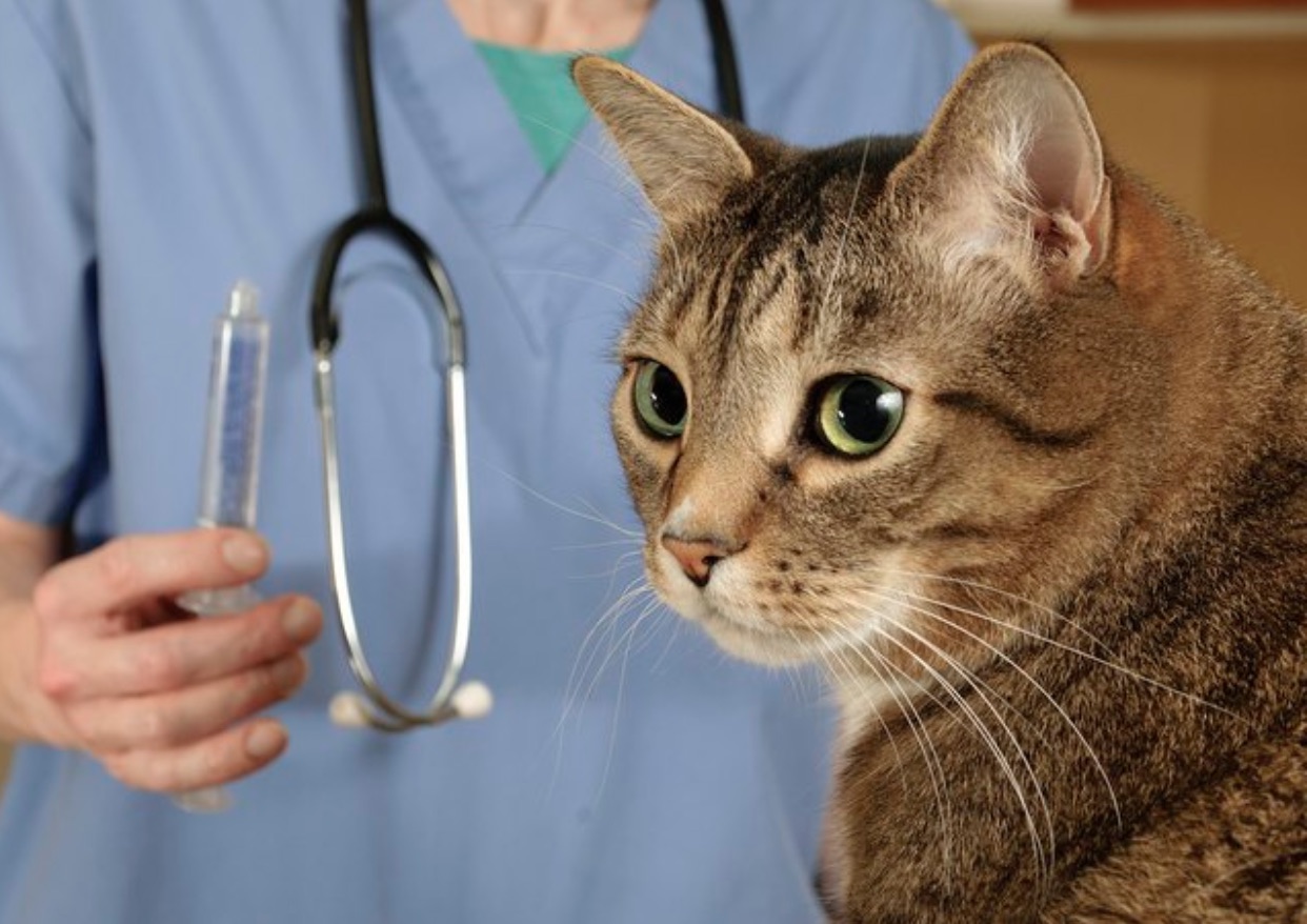 Triaditis In Cats-Puainta®