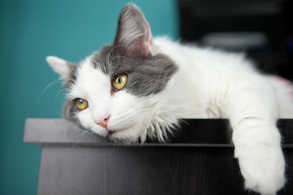 Megacolon in Cats-Puainta®
