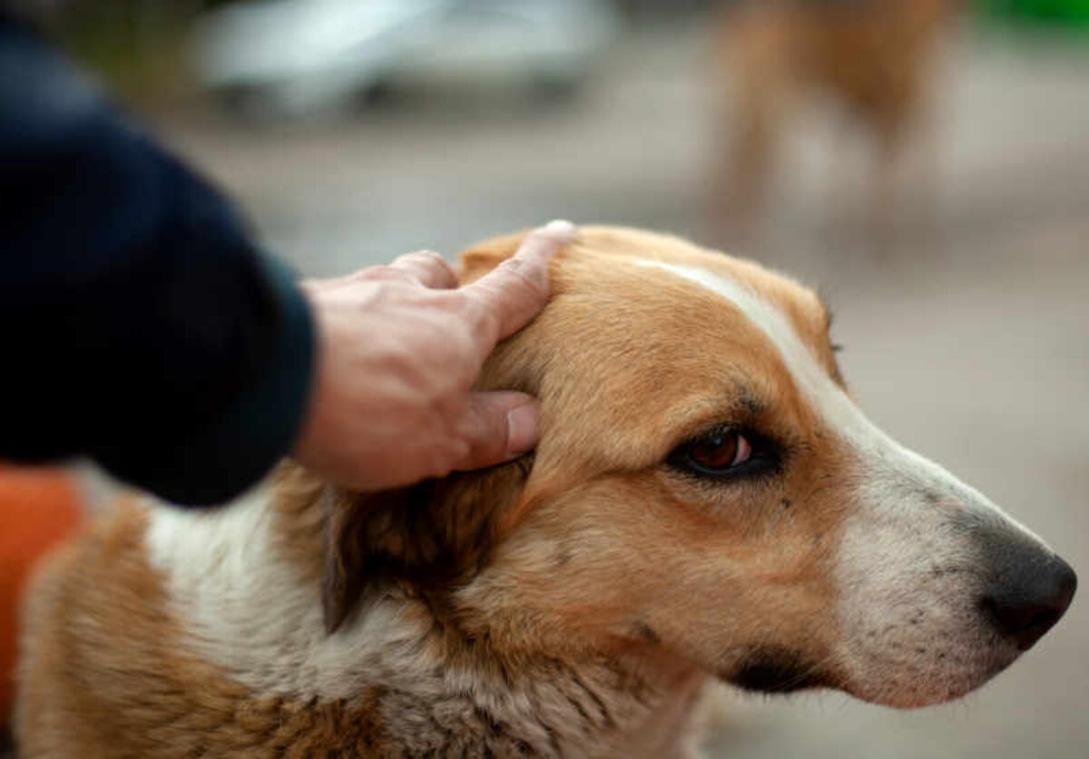Occiput in Dogs