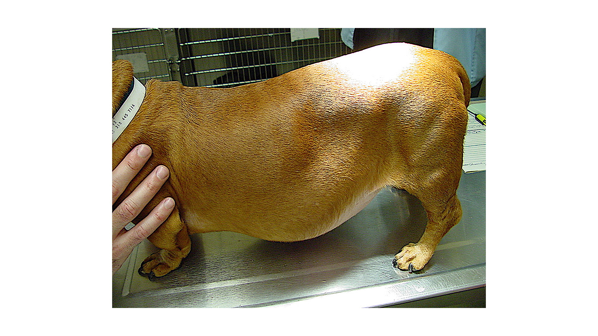 Cushing's Disease in Dogs-Puainta®